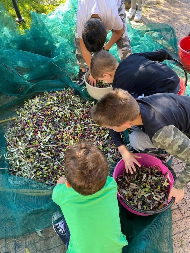 A Stella Cilento bambini impegnati nella raccolta delle olive. Ecco l ...